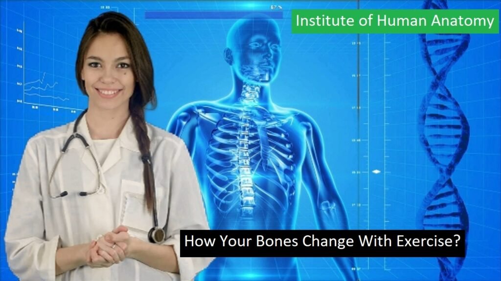 How Your Bones Change With Exercise? - Europe Medical Healthcare Academy