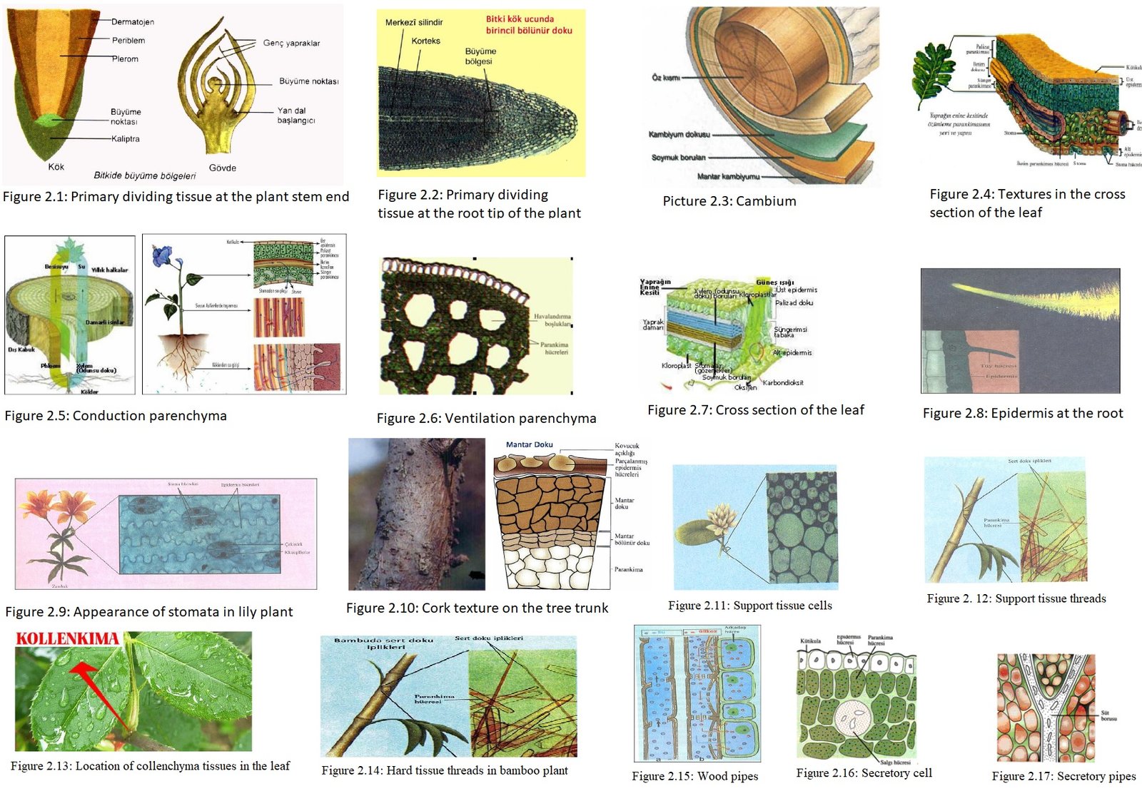 Tissues in Plants - Europe Medical Healthcare Academy