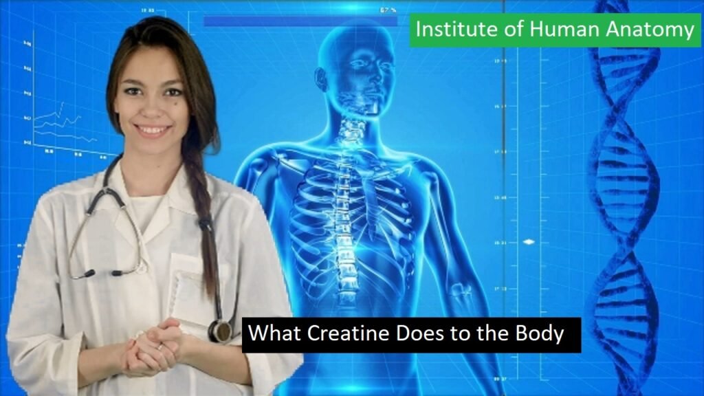 What Creatine Does to the Body - Europe Medical Healthcare Academy