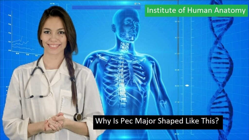 Why Is Pec Major Shaped Like This? - Europe Medical Healthcare Academy